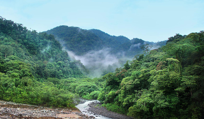 La selva tropical recupera el 80 % del carbono y la fertilidad del ...