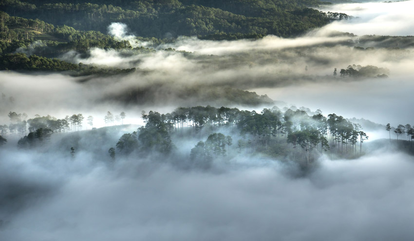 Los bosques, de sumidero a fuente de CO2 en unas décadas | RETEMA