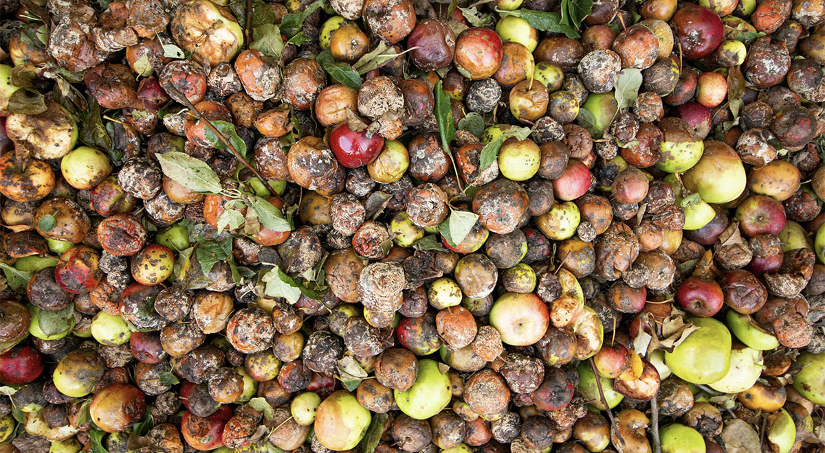 Europa desperdicia más alimentos de los que importa | RETEMA