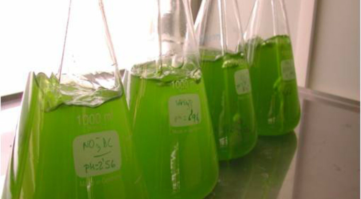 Investigan el cultivo de microalgas para producir biocombustibles | RETEMA
