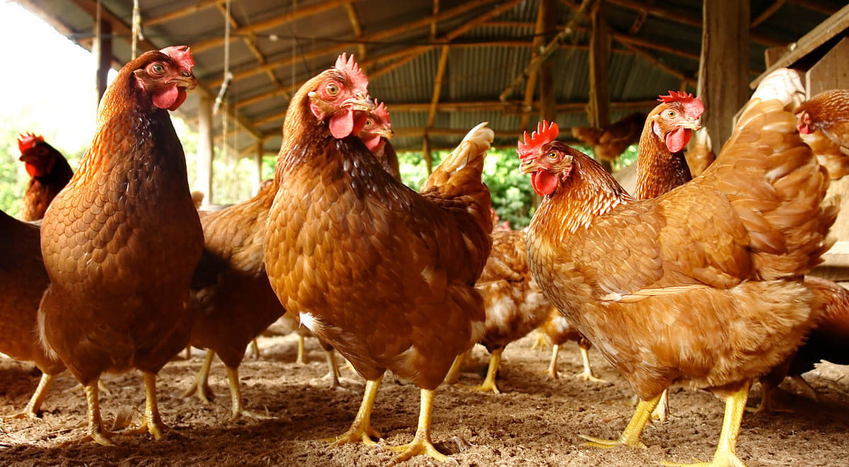 Nace el proyecto APROAVI para la valorización de pollinaza | RETEMA