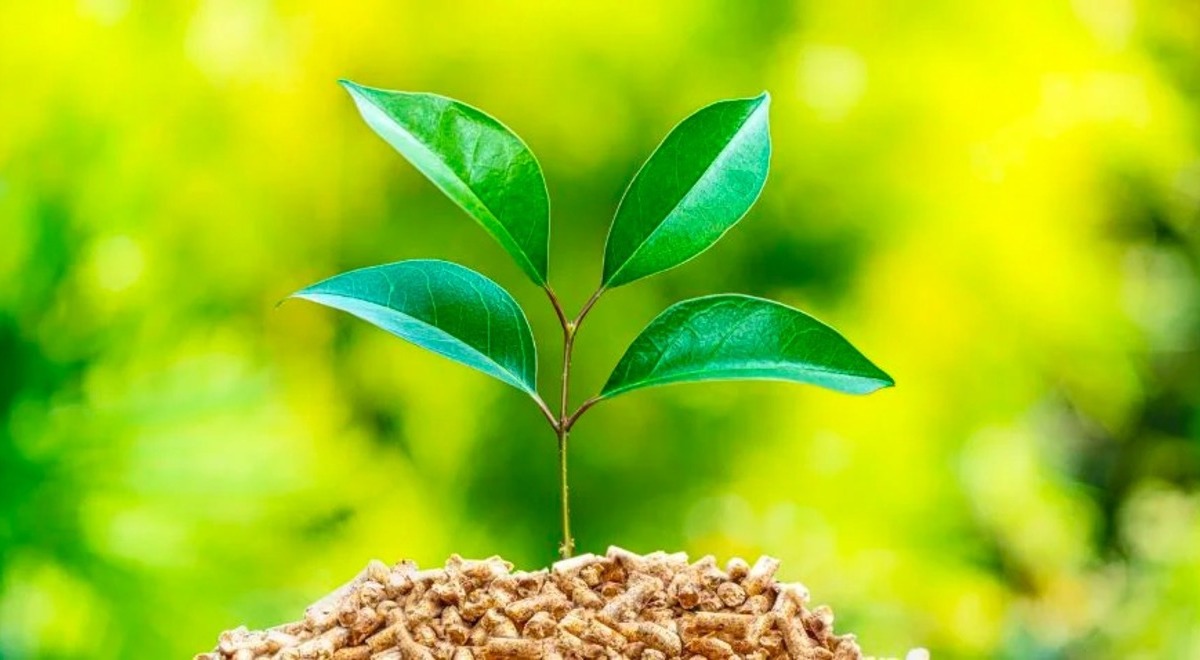 Biohidrógeno, un actor clave en la descarbonización y promoción de ...