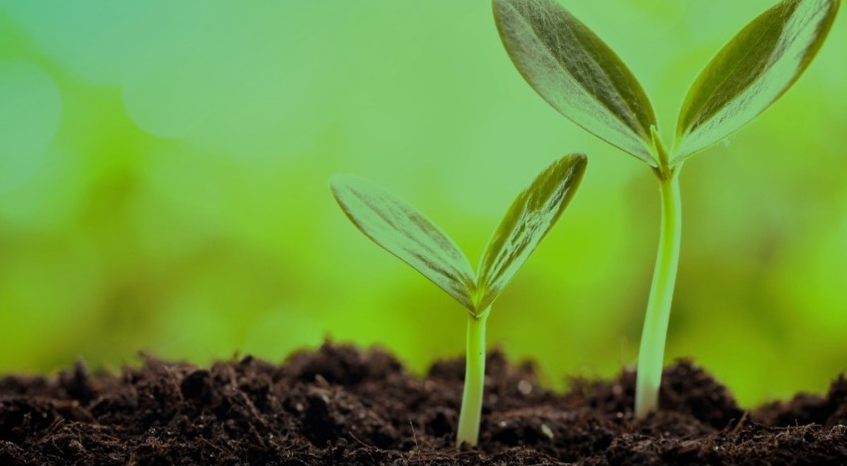 El potencial del digestato para la salud del suelo | RETEMA